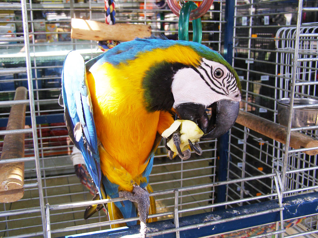 Печальная история одного попугая | ИСРАГЕО