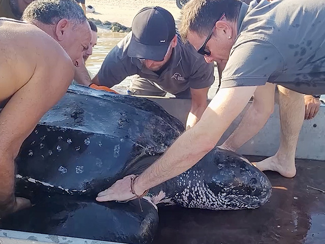 Спасите меня, люди! | ИСРАГЕО